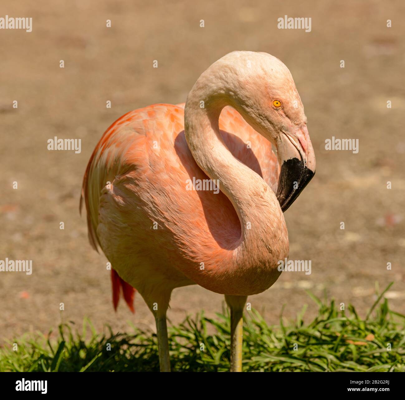 orange flamingo body head detail in zoo Stock Photo - Alamy
