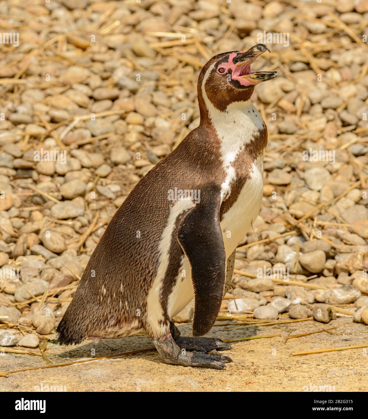 Yelling bird hi-res stock photography and images - Alamy