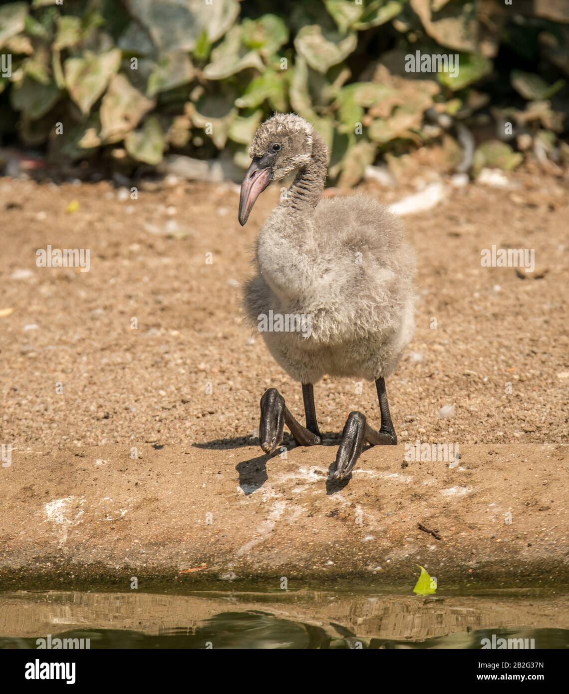 flamingo chick sitting by the water in zoo Stock Photo - Alamy