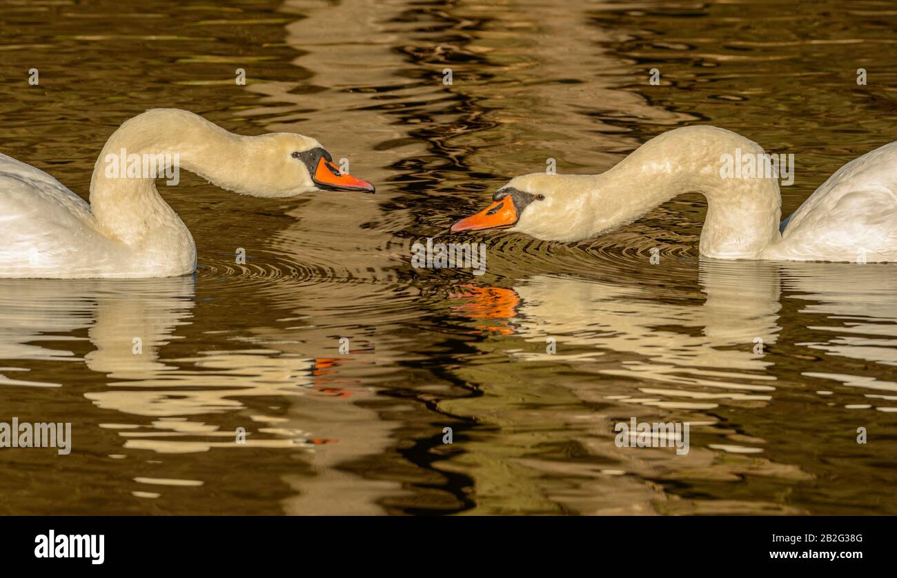 Swans mating ritual hi-res stock photography and images - Alamy