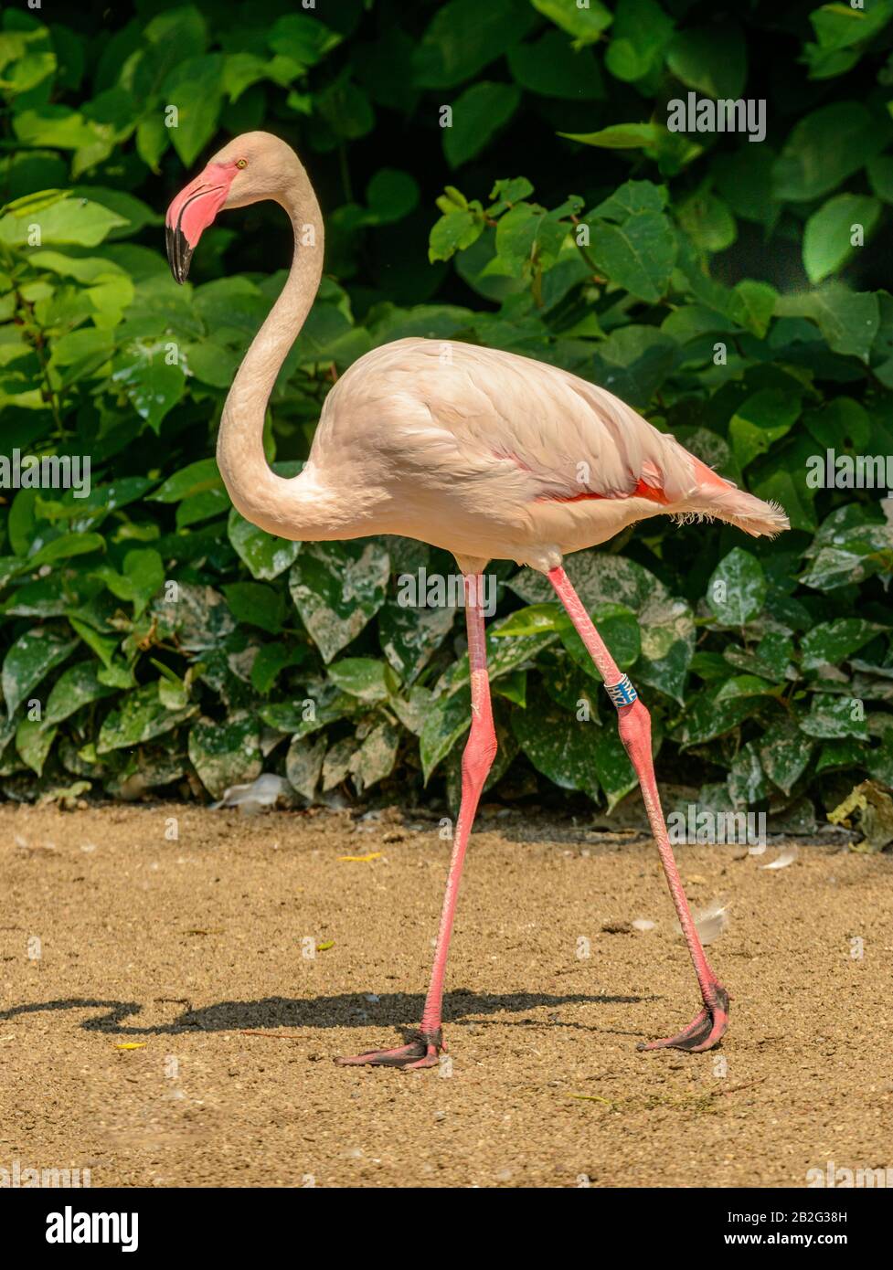pink flamingo walking on the sand in zoo Stock Photo - Alamy