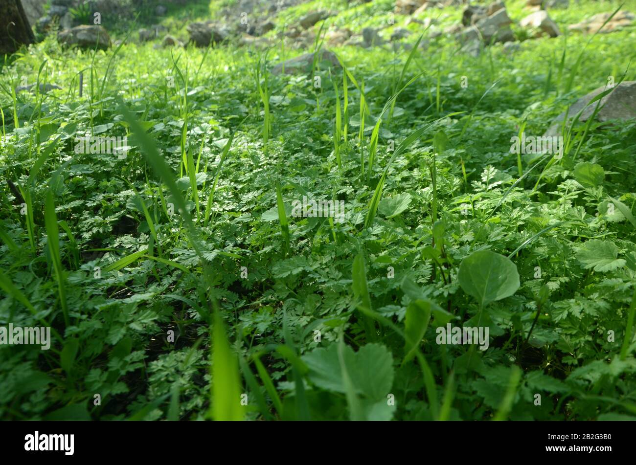 Beirut spring hi-res stock photography and images - Alamy