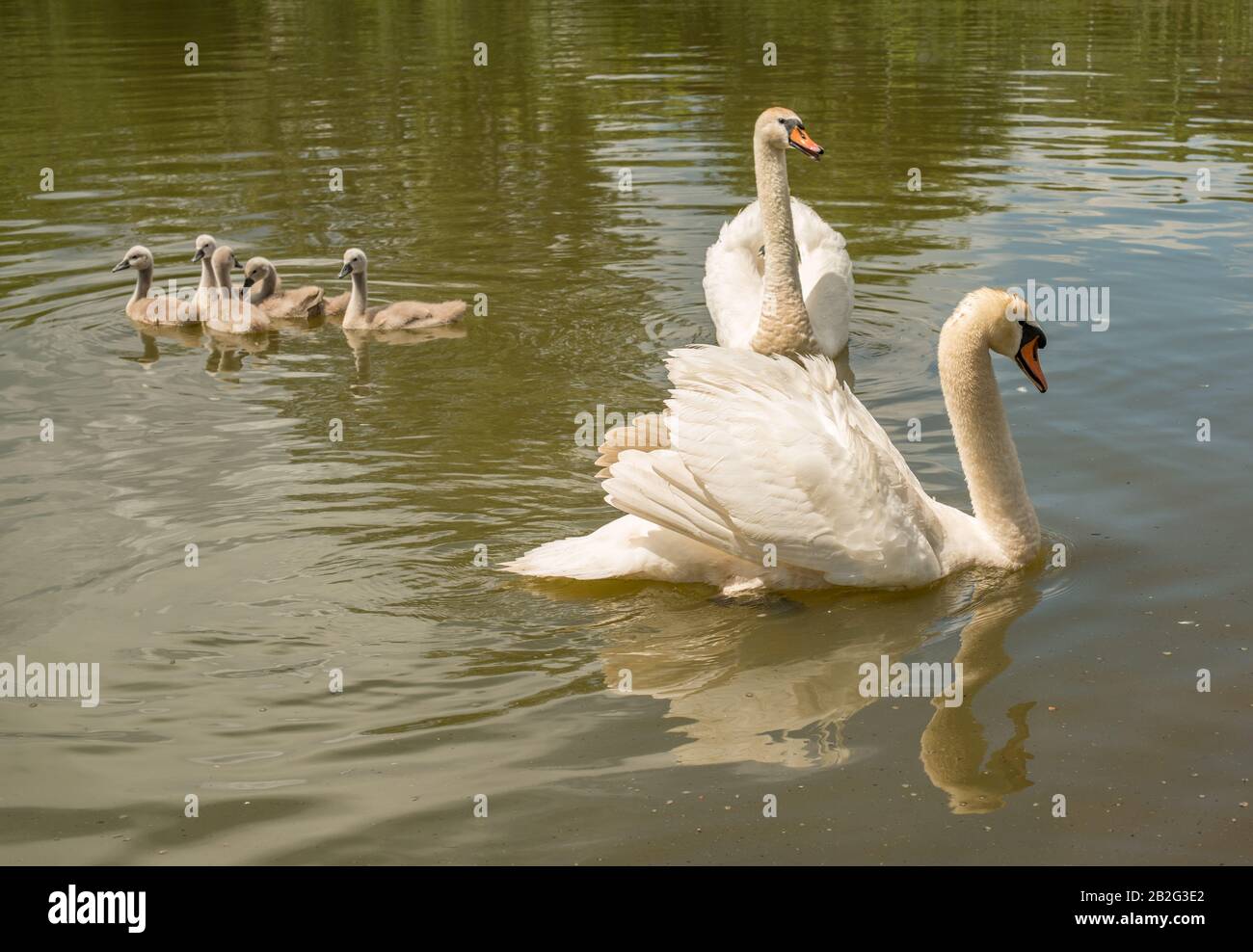 Five lovely swans hi-res stock photography and images - Alamy