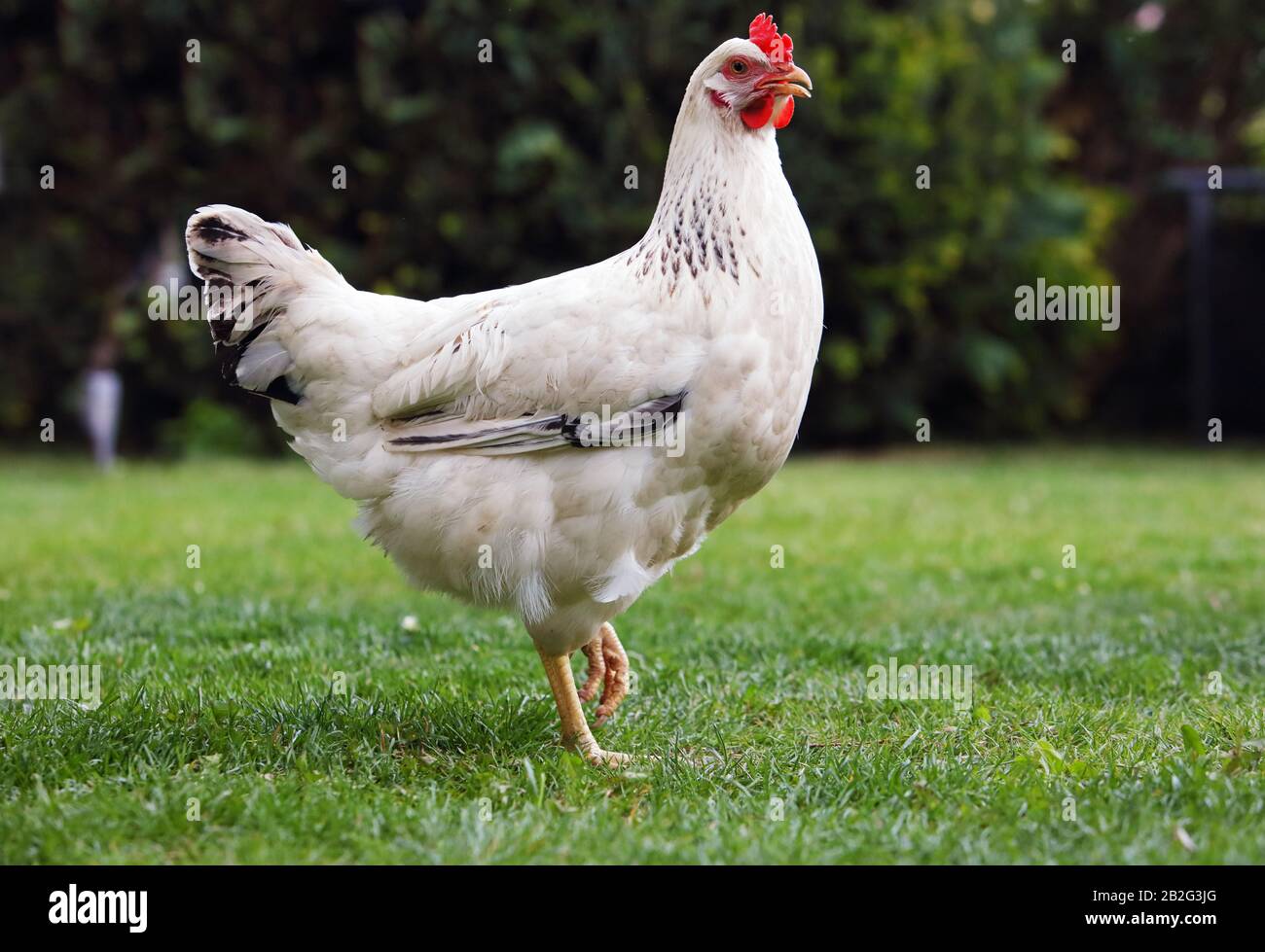 Chicken in bio farm Stock Photo - Alamy