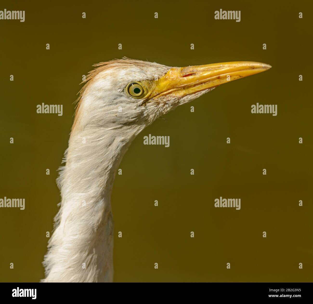 portrait of white egret making lon neck in zoo Stock Photo - Alamy