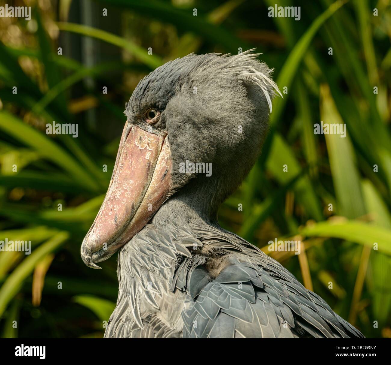 Balaeniceps Rex Flying High Resolution Stock Photography and Images - Alamy