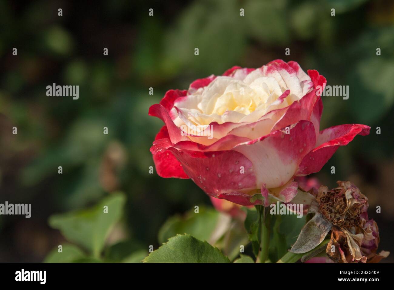 Flowering red roses plant at spring garden Stock Photo - Alamy