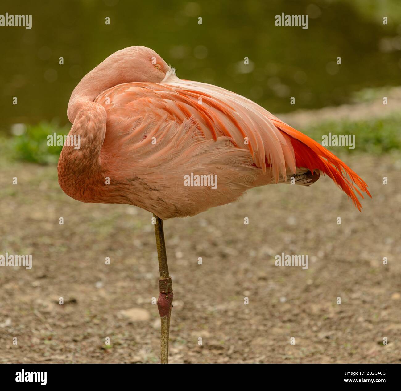resting orange flamingo on one leg with head on back in zoo pilsen ...