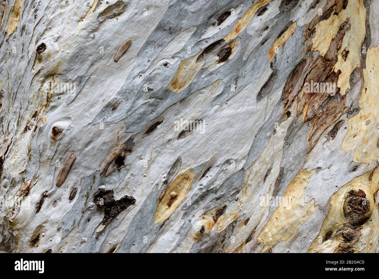 Eucalyptus tree trunk. Abstract spots, bark texture pattern Stock Photo ...