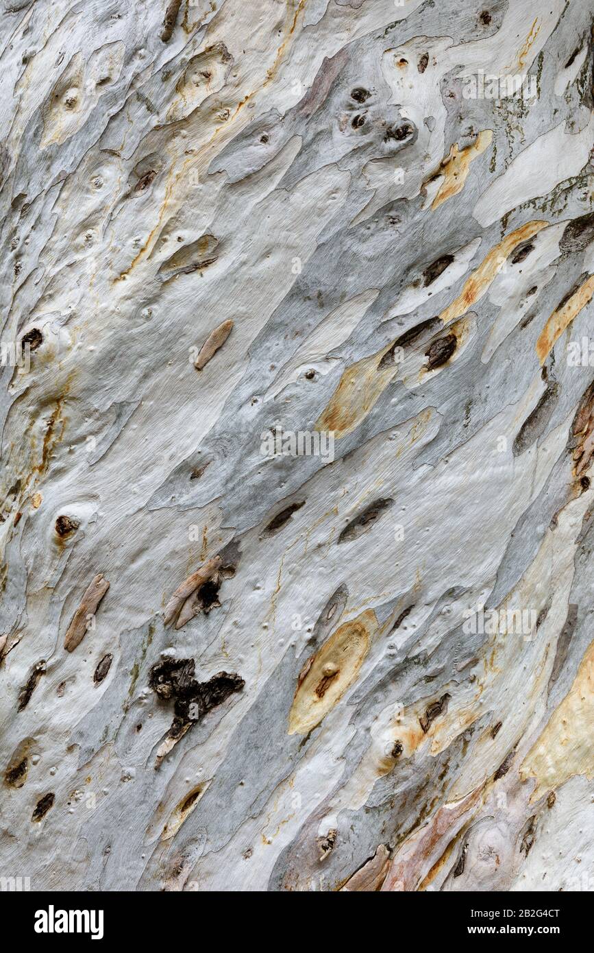 Eucalyptus tree trunk. Abstract spots, bark texture pattern Stock Photo ...