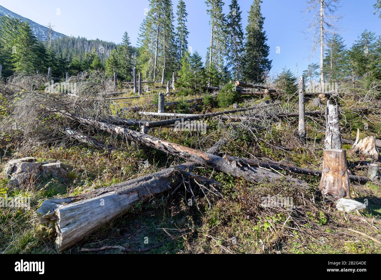 Dead forest, fallen trees after hurricane Stock Photo - Alamy