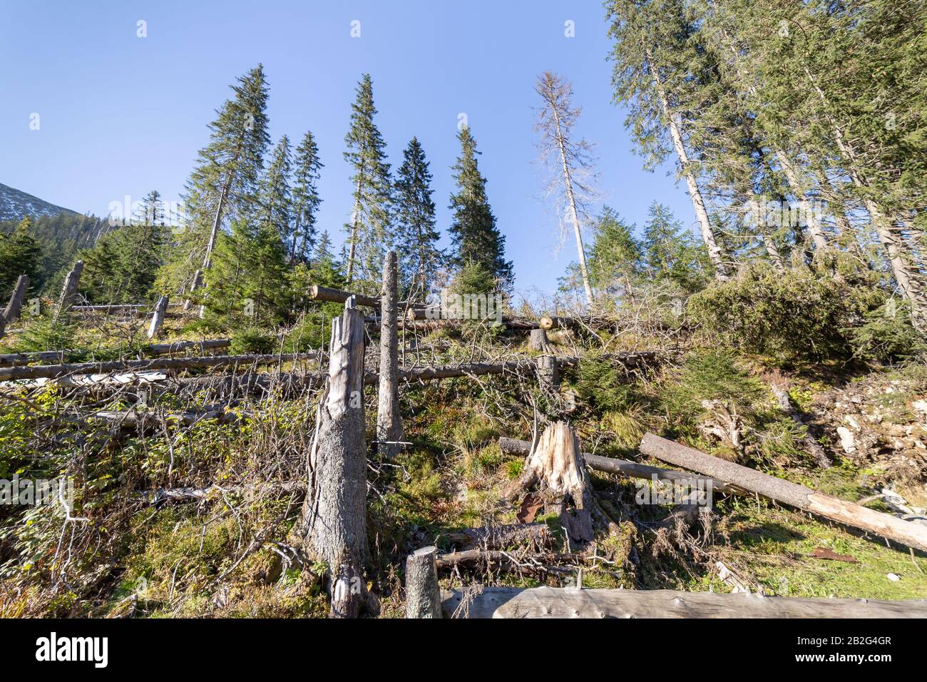 Dead forest, fallen trees after hurricane Stock Photo - Alamy