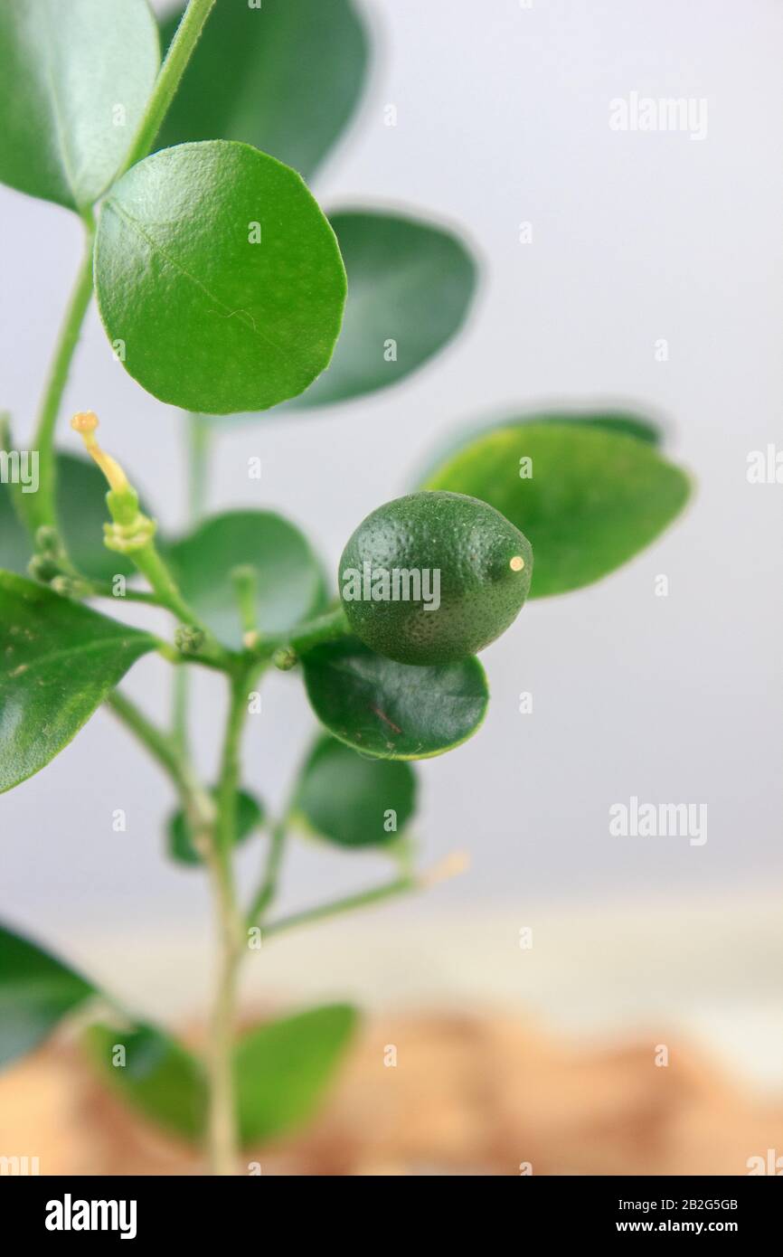Murraya paniculata seed on plant over grey background Stock Photo - Alamy