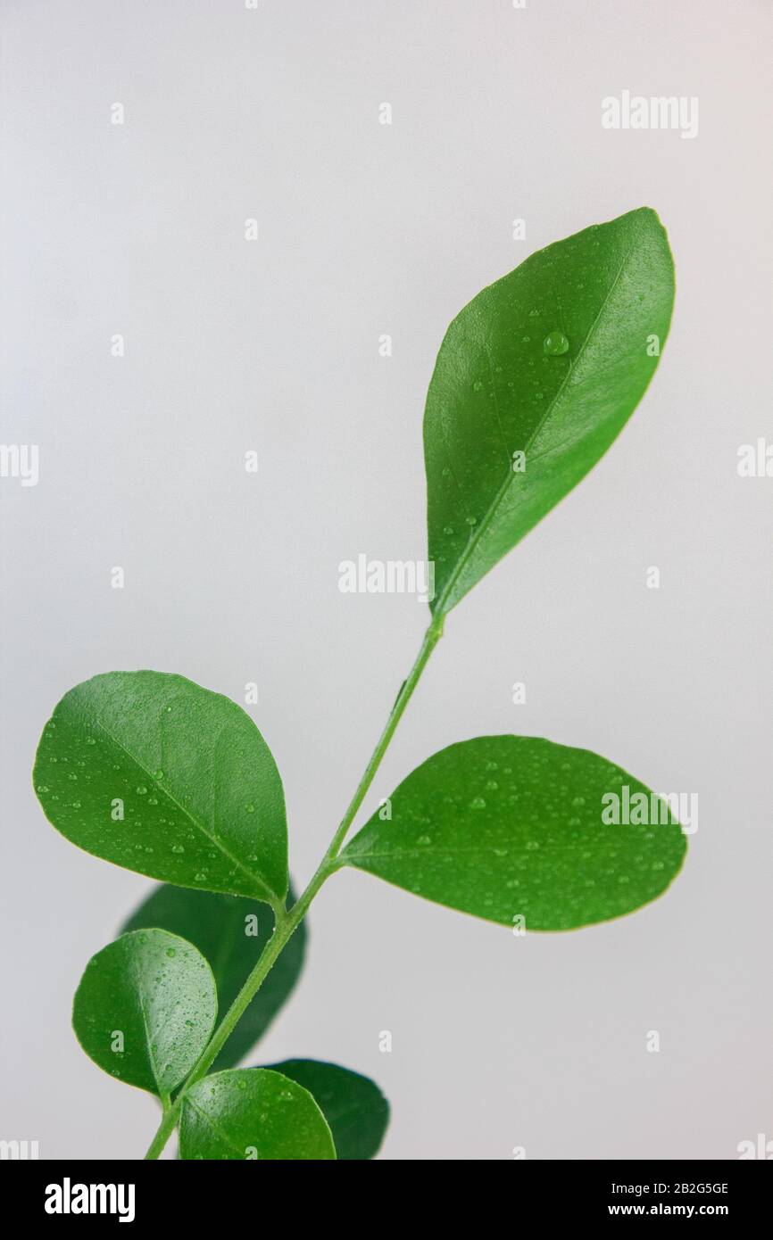 Murraya paniculata leaves on a white background Stock Photo - Alamy