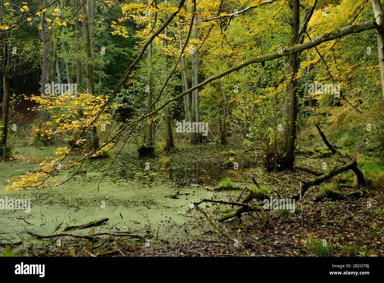 Sumpf baum hi-res stock photography and images - Alamy