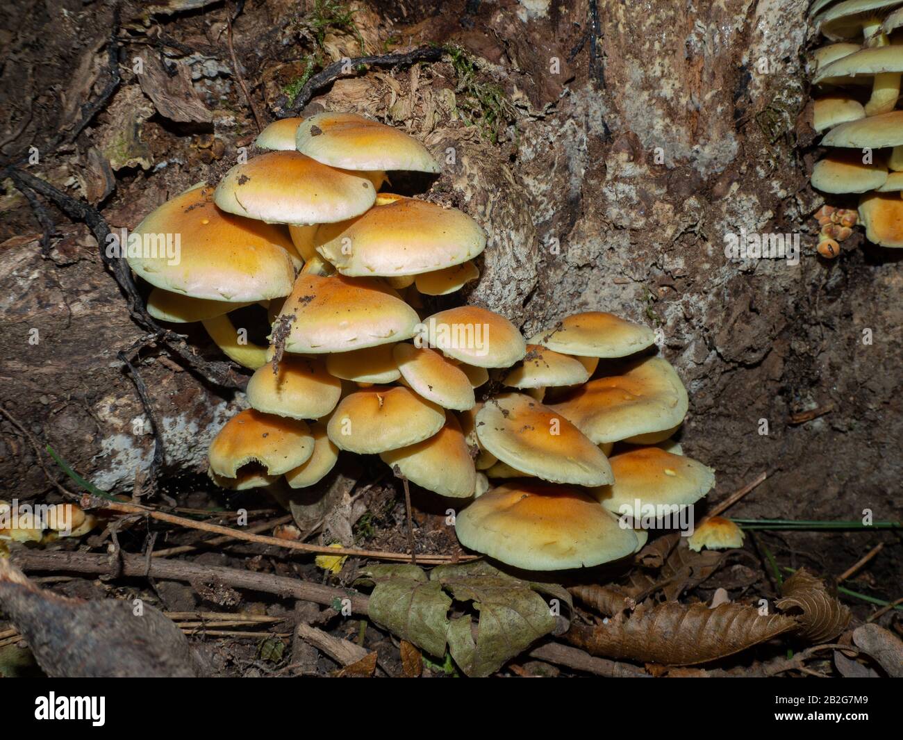 Group of armillaria on on an old wooden stump Stock Photo - Alamy