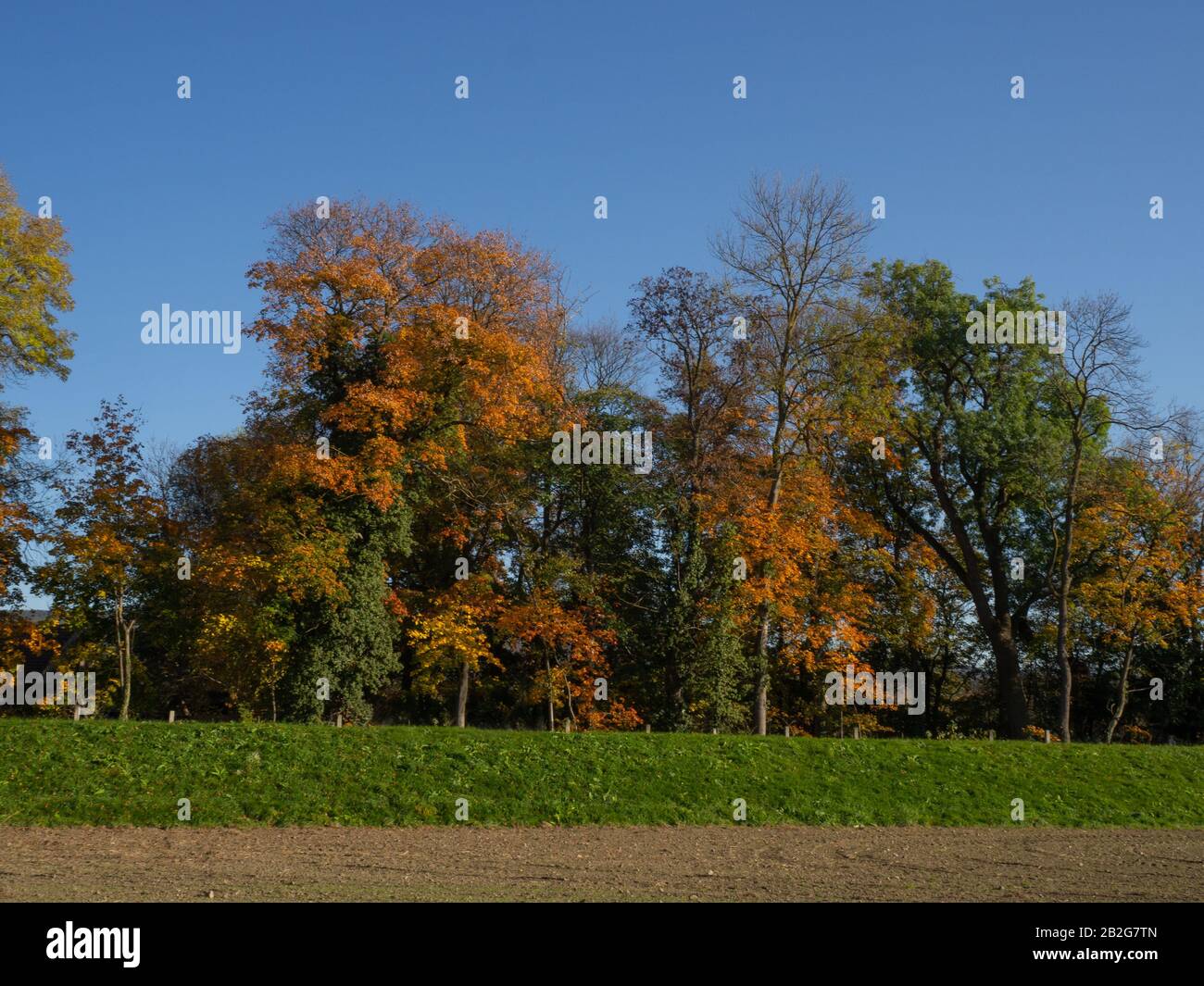Agriculture field and trees in autumn colors Stock Photo - Alamy