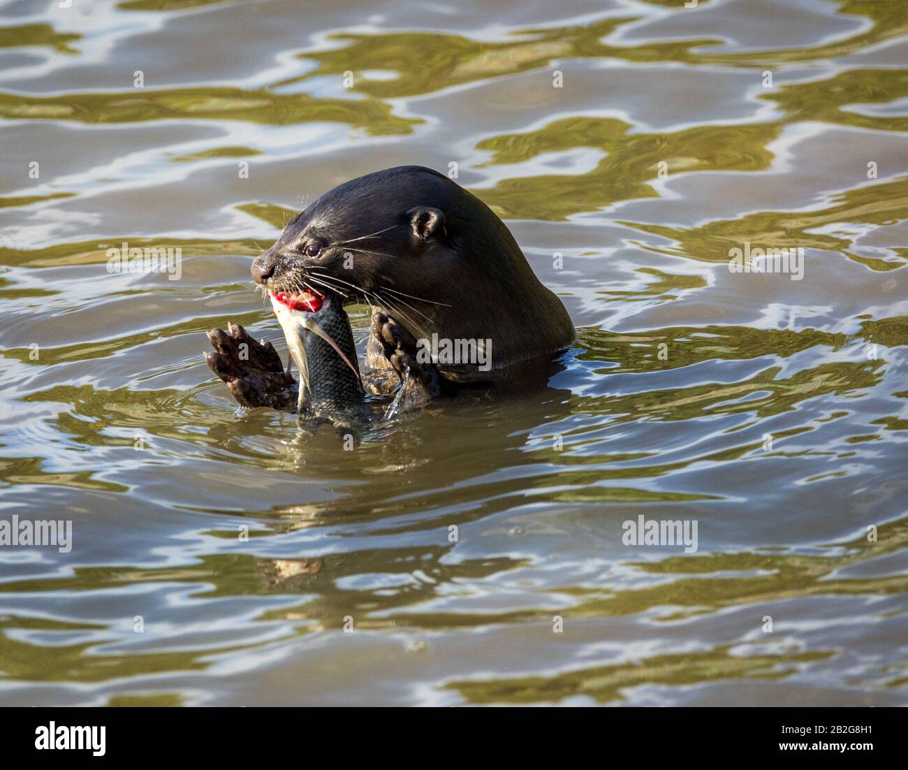 Otter eating fish in river hi-res stock photography and images - Alamy