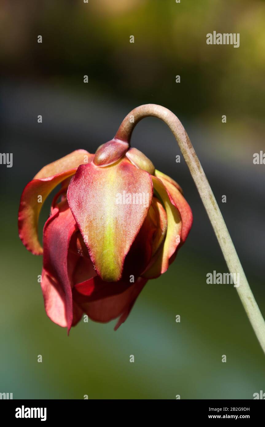 Open pitcher plant hi-res stock photography and images - Alamy