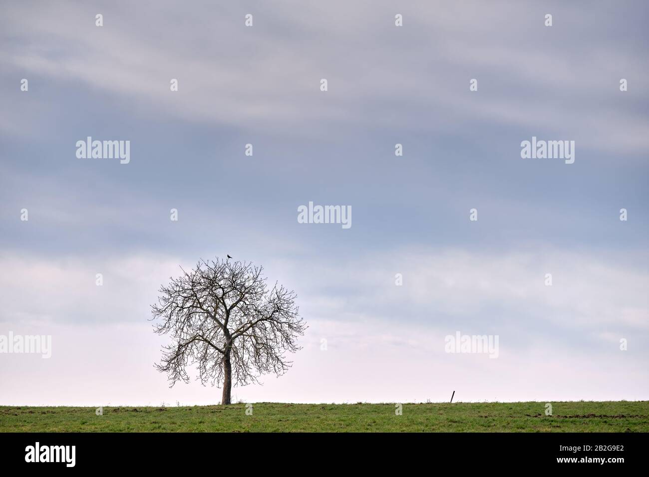 Landscape shot with a single bare tree with a bird on the top standing ...