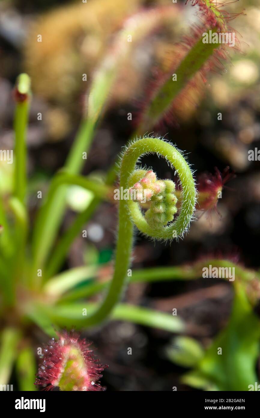Cape Sundew Flower