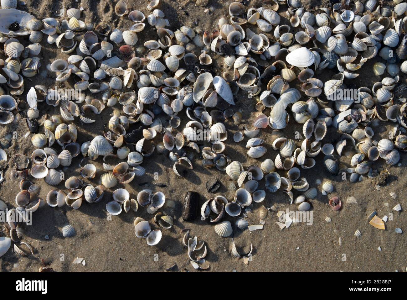 Muschelschalen hi-res stock photography and images - Alamy