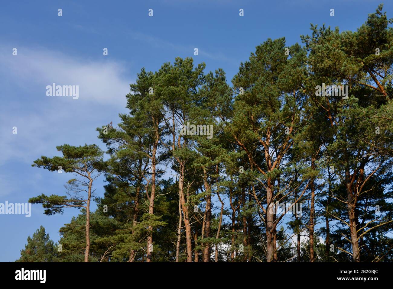 Kiefern hi-res stock photography and images - Alamy