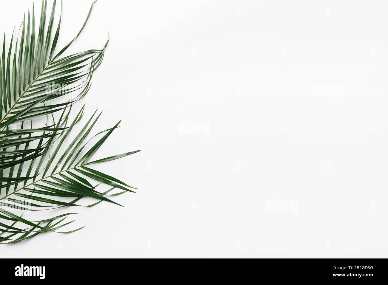 Green leaves of Monstera plant, branches, tropical plant Stock Photo ...