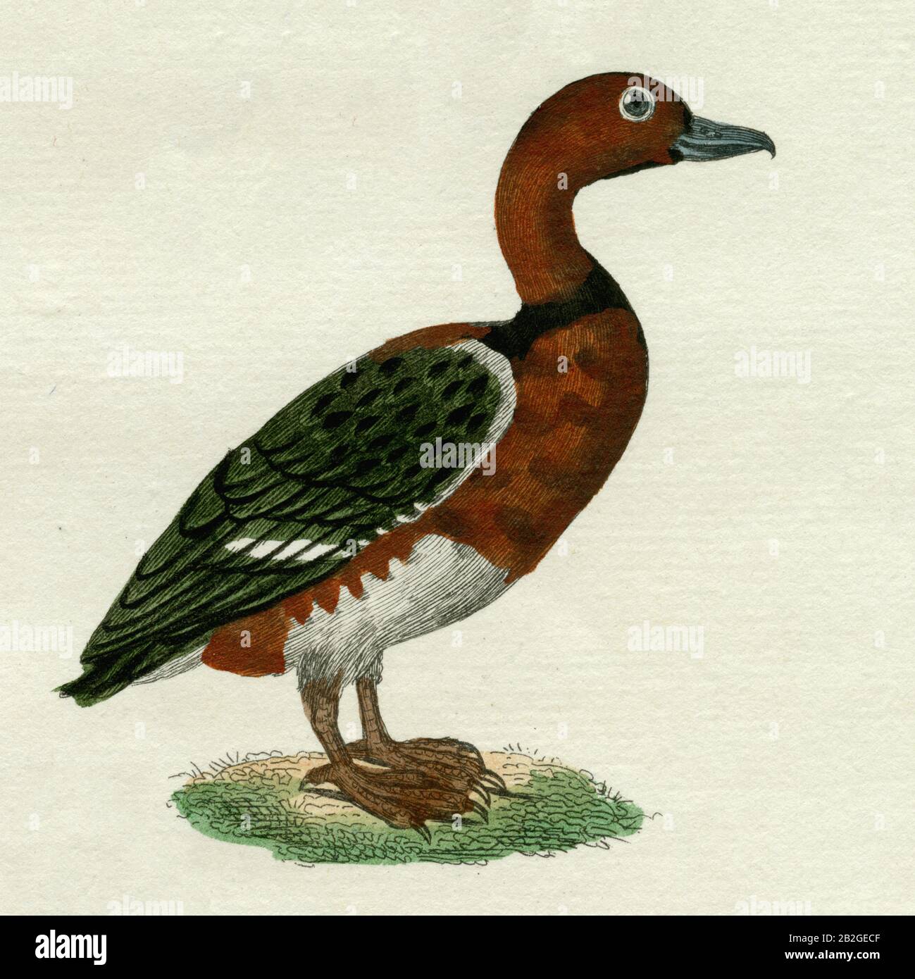 Teal (Anas crecca). Detail of an engraving created in the 1800s for the ...