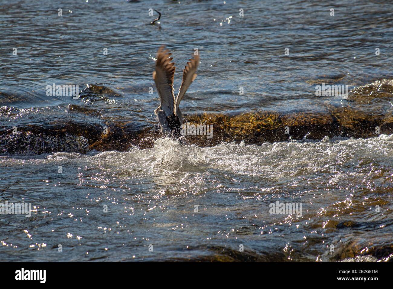 Mallard wing pattern hi-res stock photography and images - Alamy