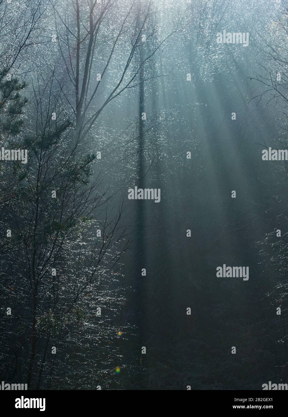 Fog and mist hangs in the cold air among the trees in early winter on ...