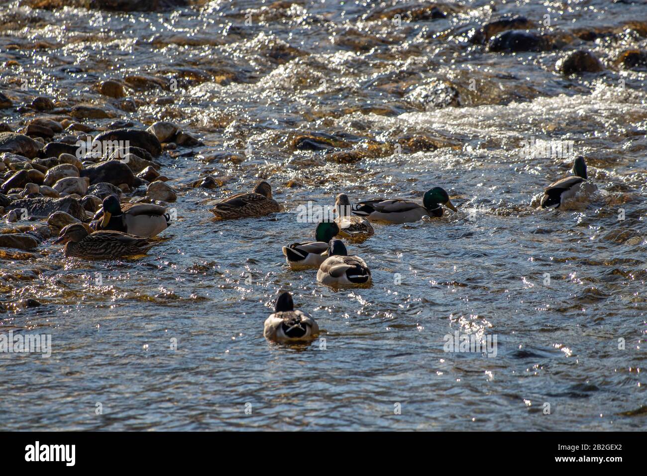 River few ducks swimming hi-res stock photography and images - Alamy