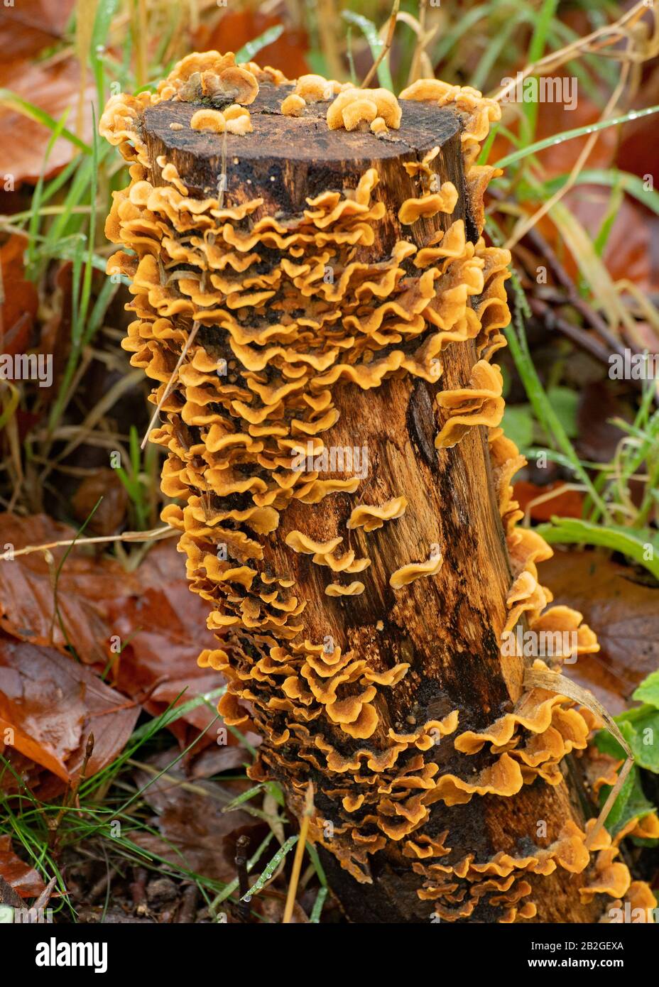 Woodland floor hi-res stock photography and images - Alamy