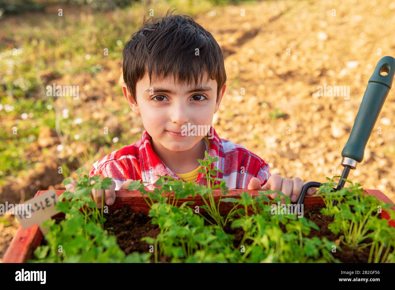 young child sows aromatic plants in the middle of the countryside Stock ...
