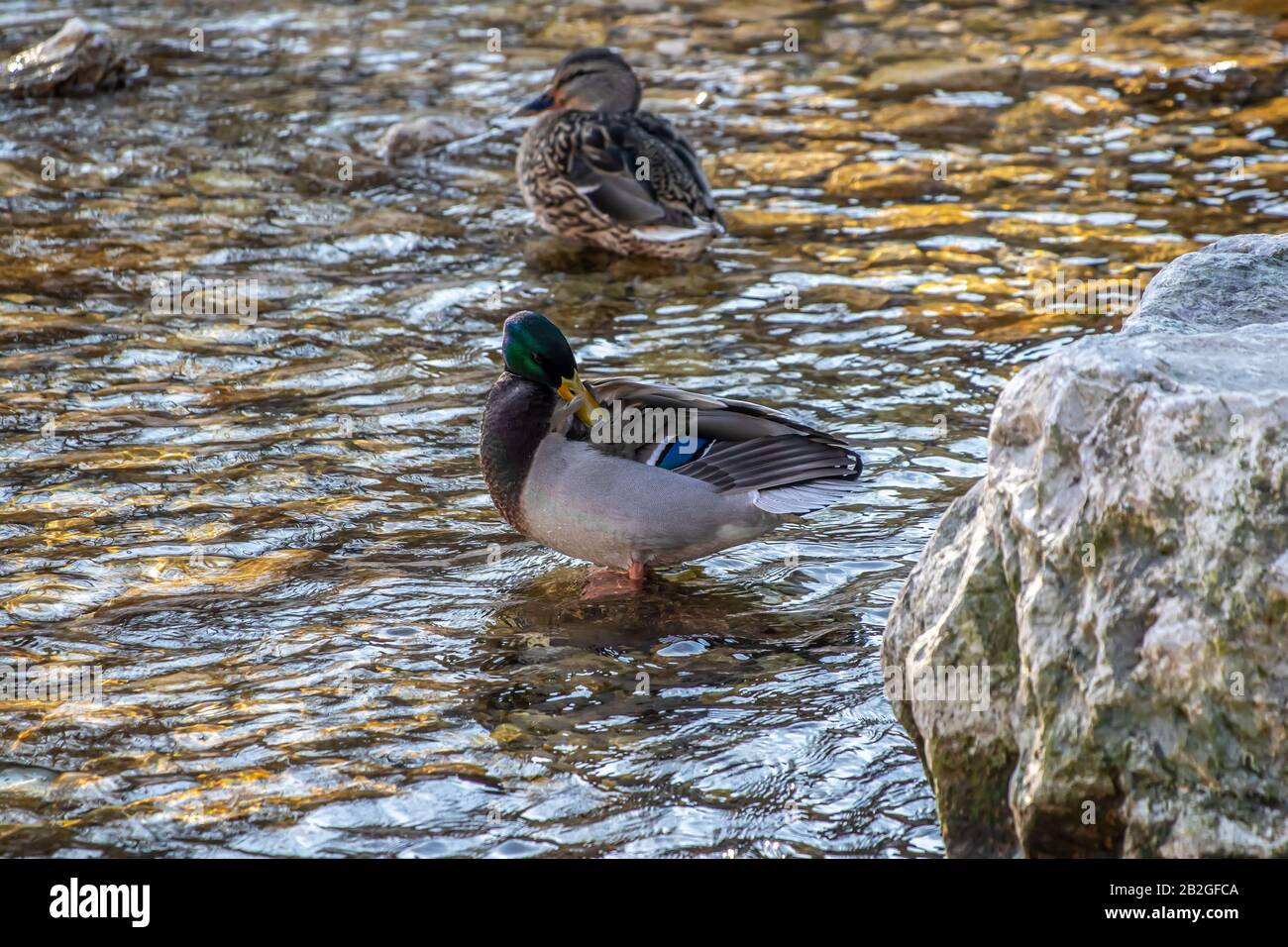 Many small yellow ducks hi-res stock photography and images - Alamy
