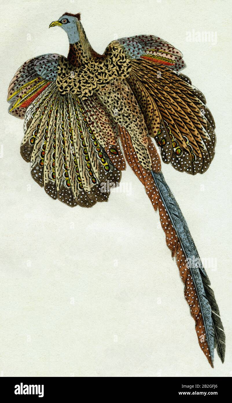 Male pheasant: Great argus (Argusianus argus). Detail of engraving of ...