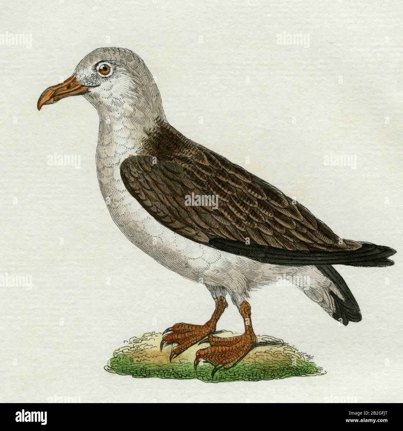 Albatross (family Diomedeidae). Detail of engraving created for the ...
