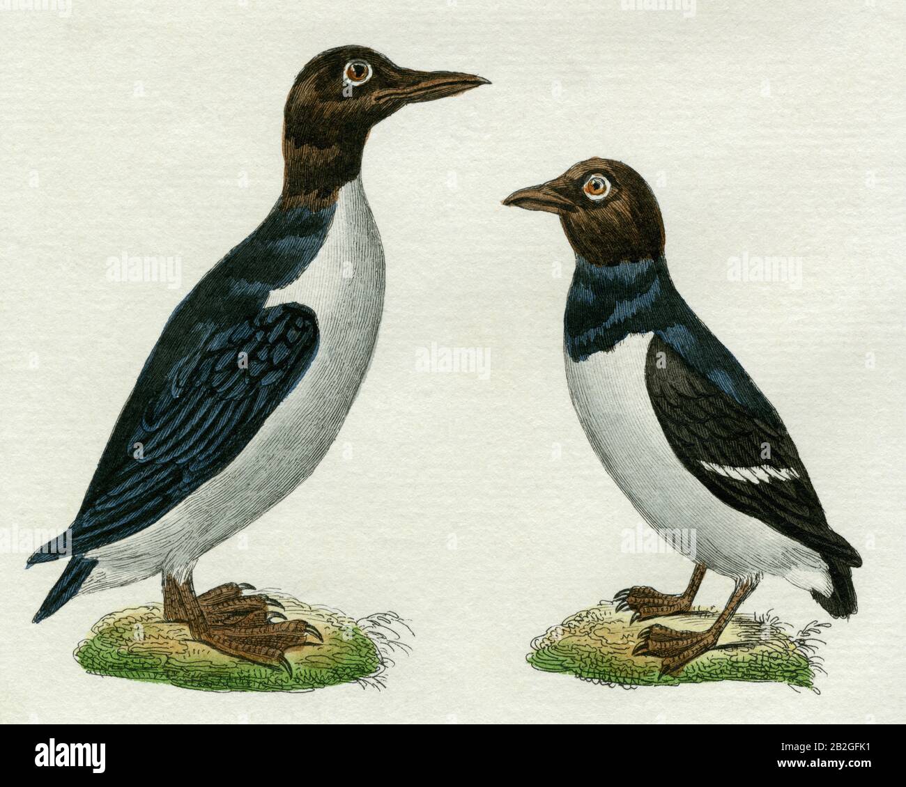 Two guillemots (family Alcidae). Detail of engraving created for the ...