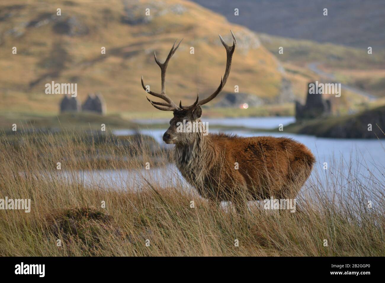 Red Deer Stag on the hill above Ardvreck Castle and Loch assynt Stock ...