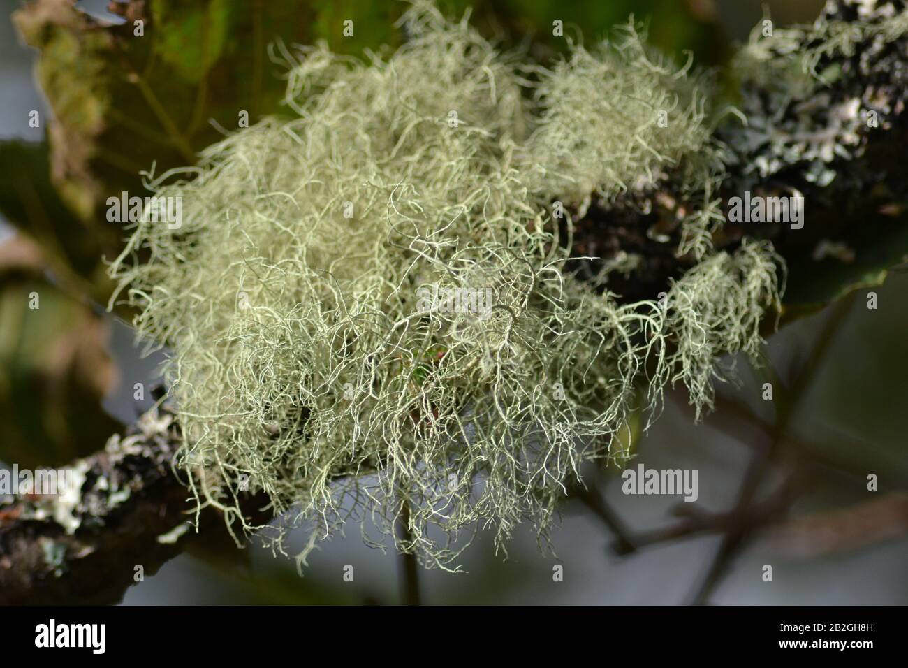 Beard Lichen on a branch in Scotland Stock Photo - Alamy