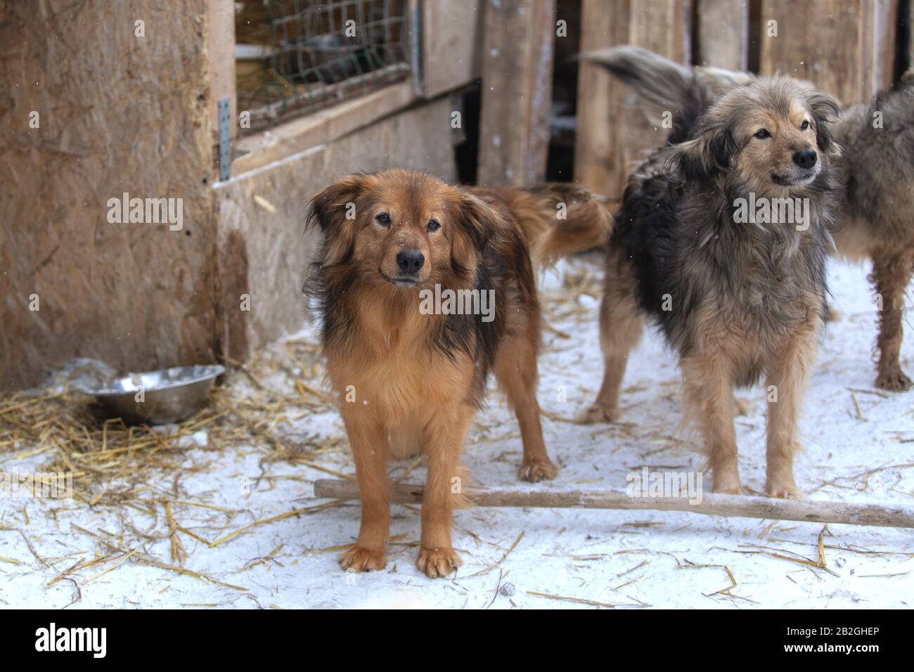 Abandoned at stray dogs shelter, dog looking for home look into camera ...