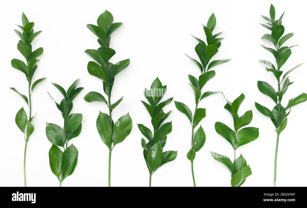 Fresh light green leaves pattern isolated on white background Stock ...