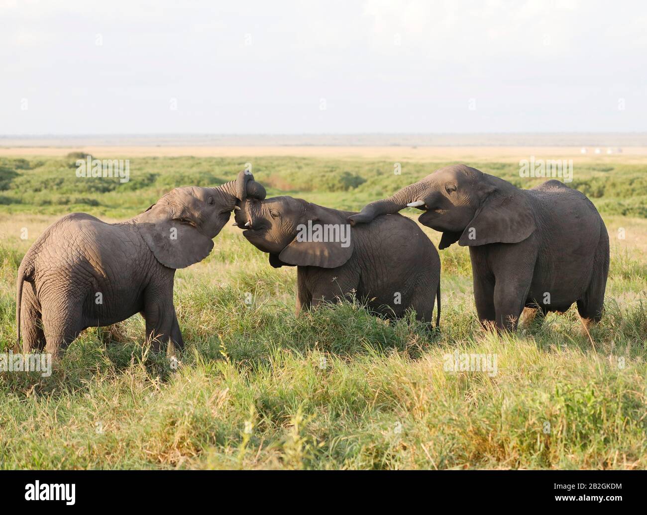 Elephants in Amboseli Nationalpark, Kenya, Africa Stock Photo - Alamy