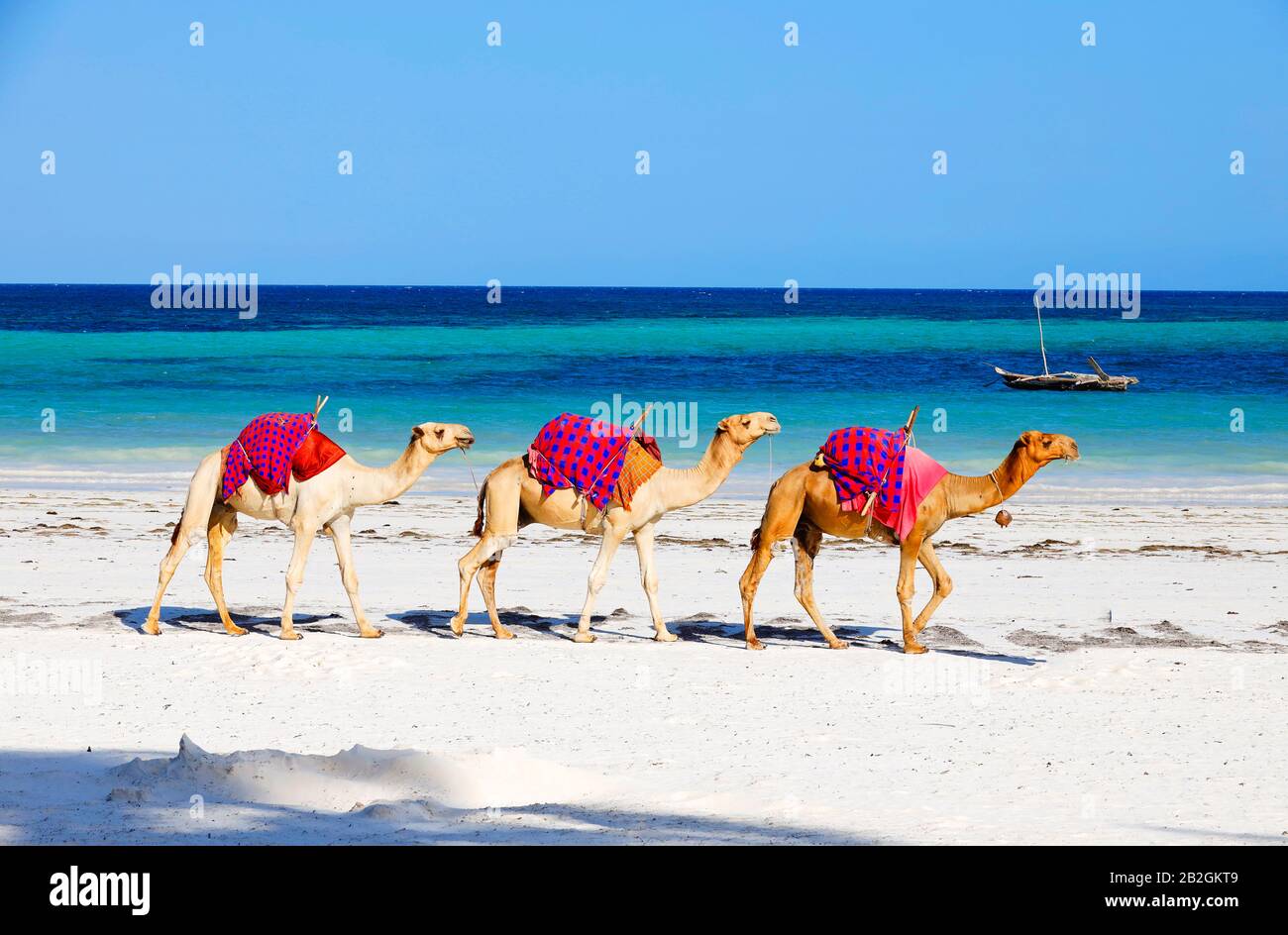 Camels at Diani Beach - Galu Beach - in Kenya, Africa Stock Photo - Alamy