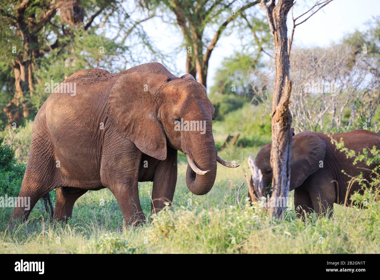 Elephants with red skin because of dust in Tsavo East Nationalpark ...