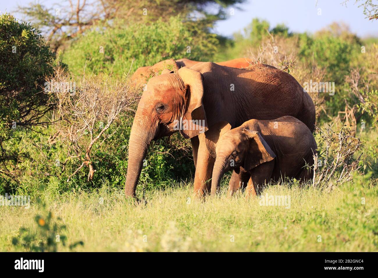 Elephants with red skin because of dust in Tsavo East Nationalpark ...
