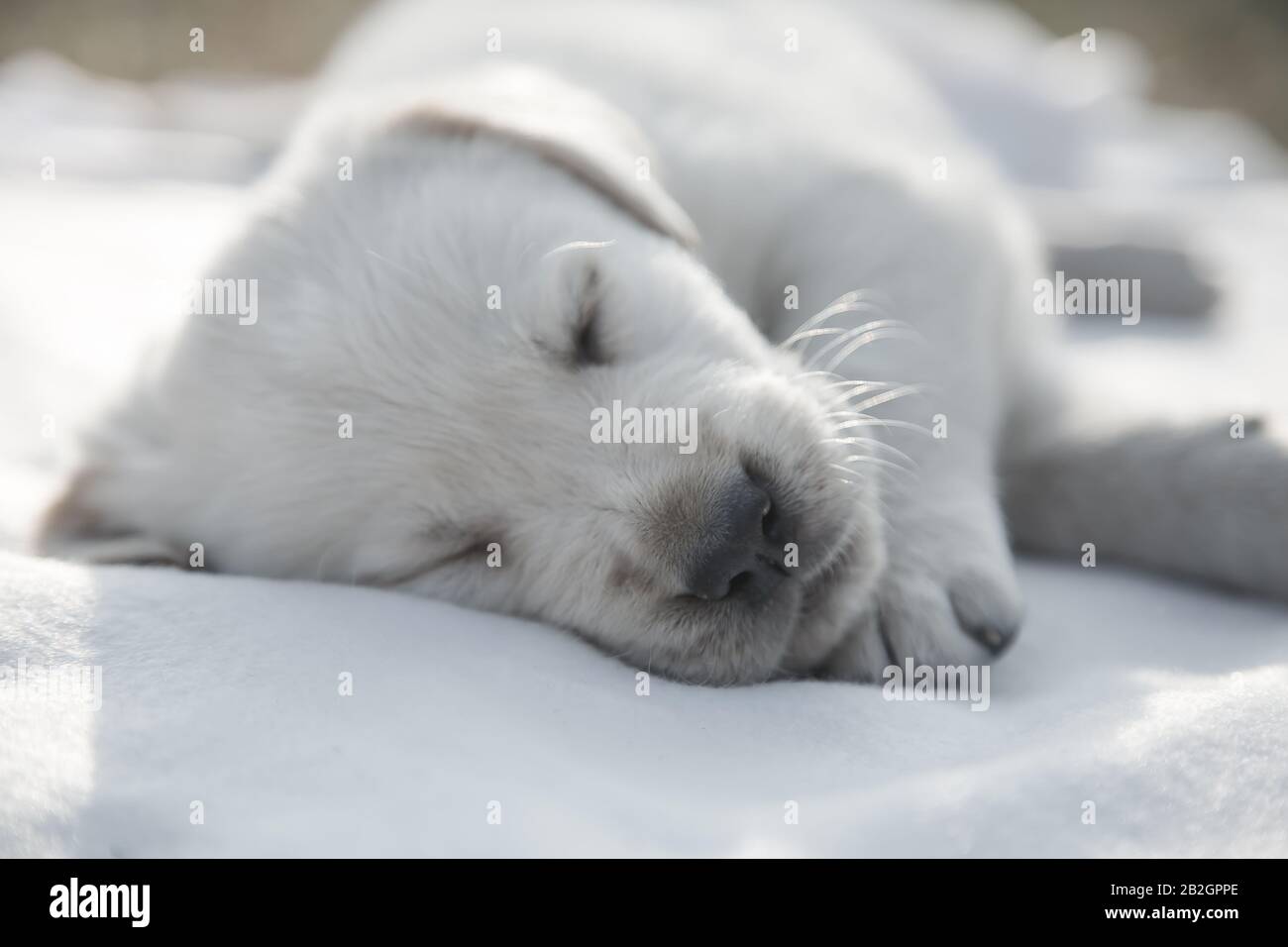 Head shot of sleeping labrador retriever puppy / Newborn labrador ...