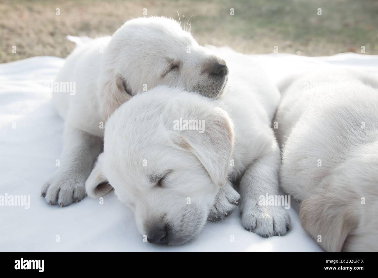 Labrador puppies sleeping / Cute purebred newborn dogs laying down ...