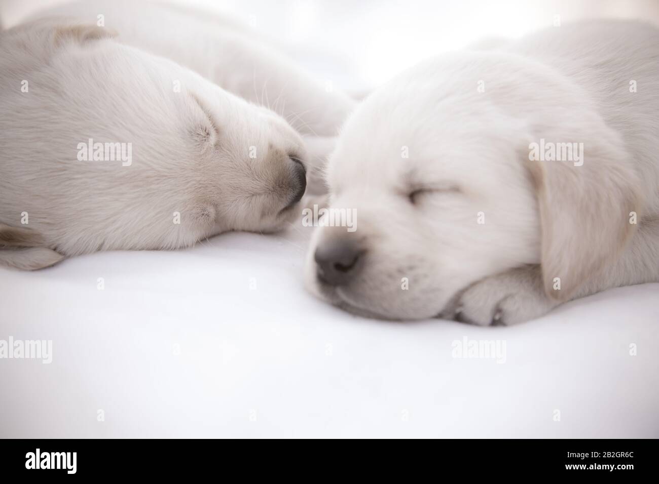 Labrador puppies sleeping / Two cute purebred newborn dogs laying down ...