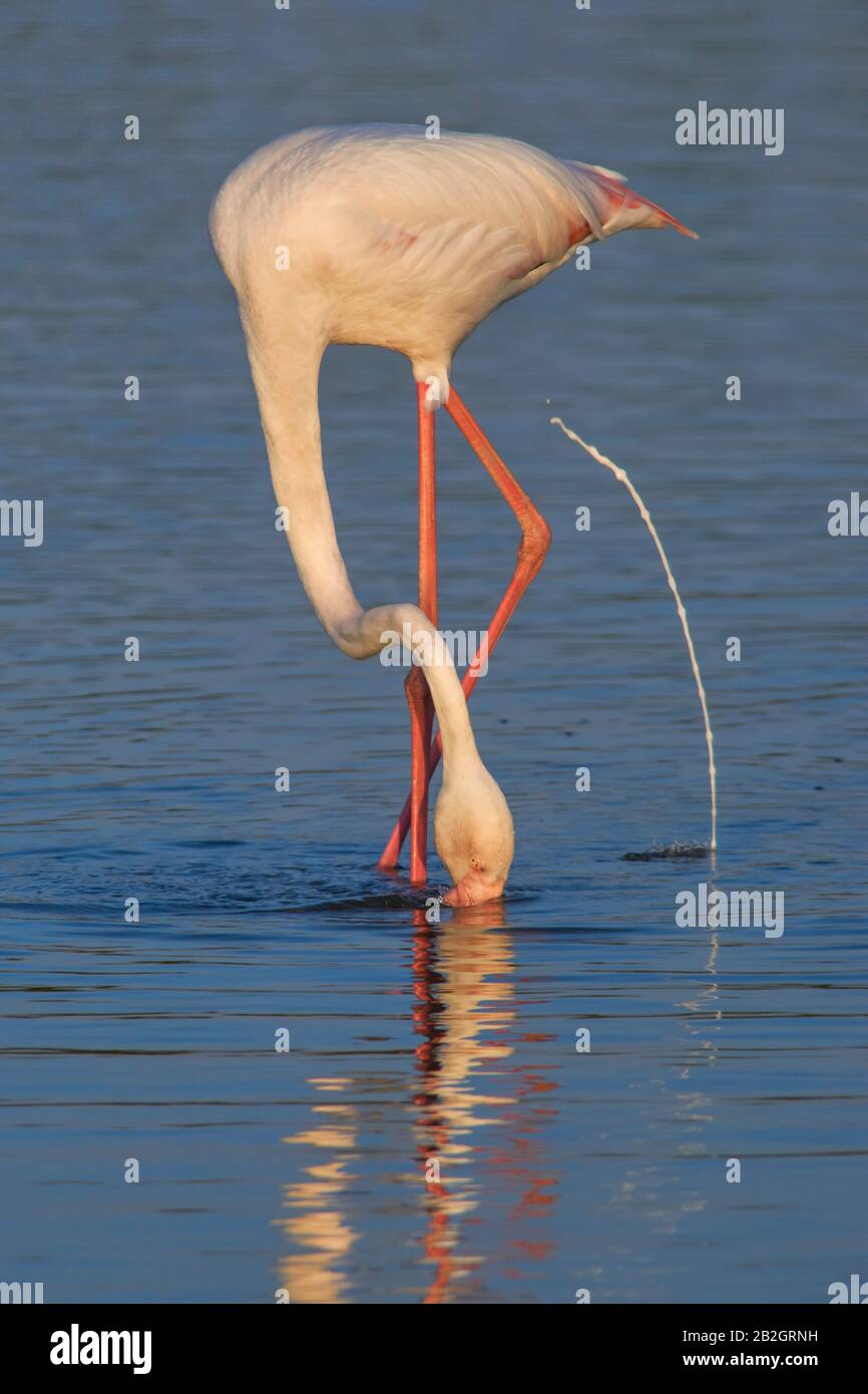 Common flamingo or pink flamingo (Phoenicopterus roseus) in the lagoon ...